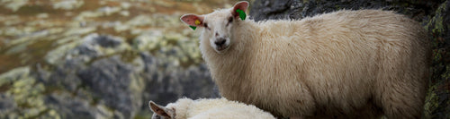 Merino Wool Will Keep You Fresh All Day (Summer AND Winter) – Wolk